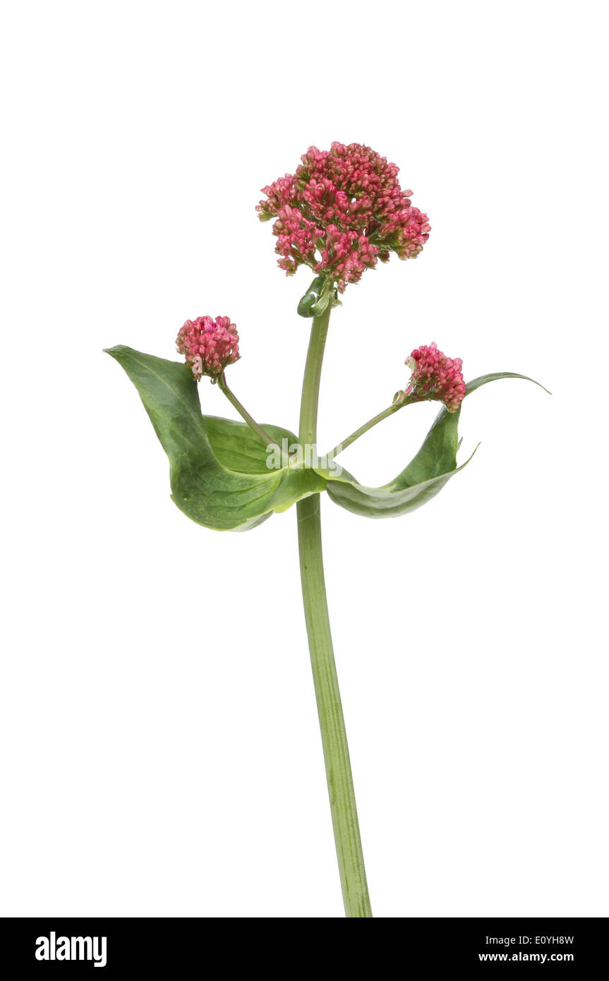Red valerian plant hi-res stock photography and images - Alamy