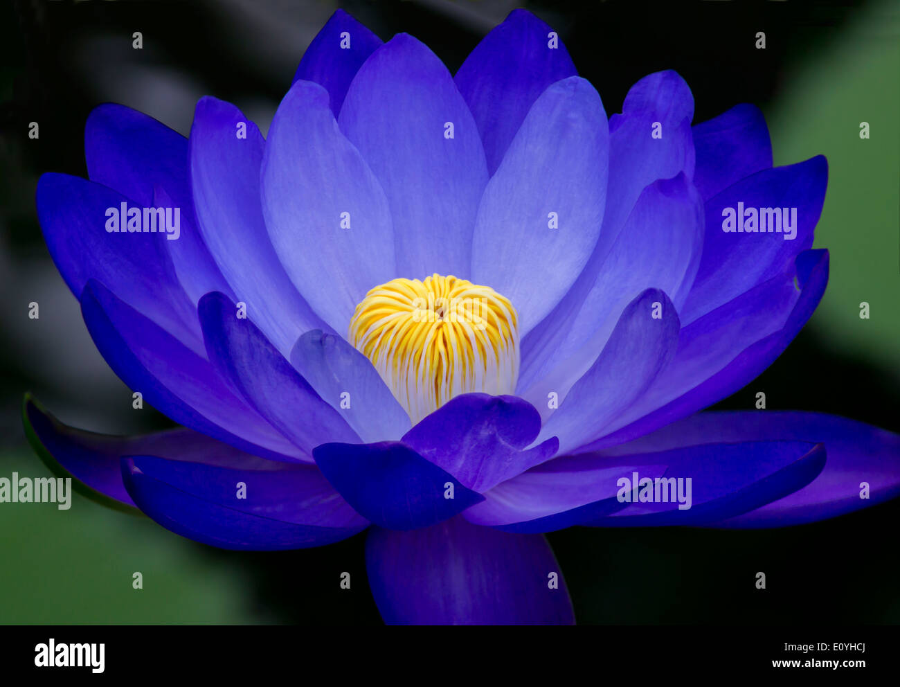 Europe, UK, England, London, Kew Gardens lotus sacred Stock Photo - Alamy