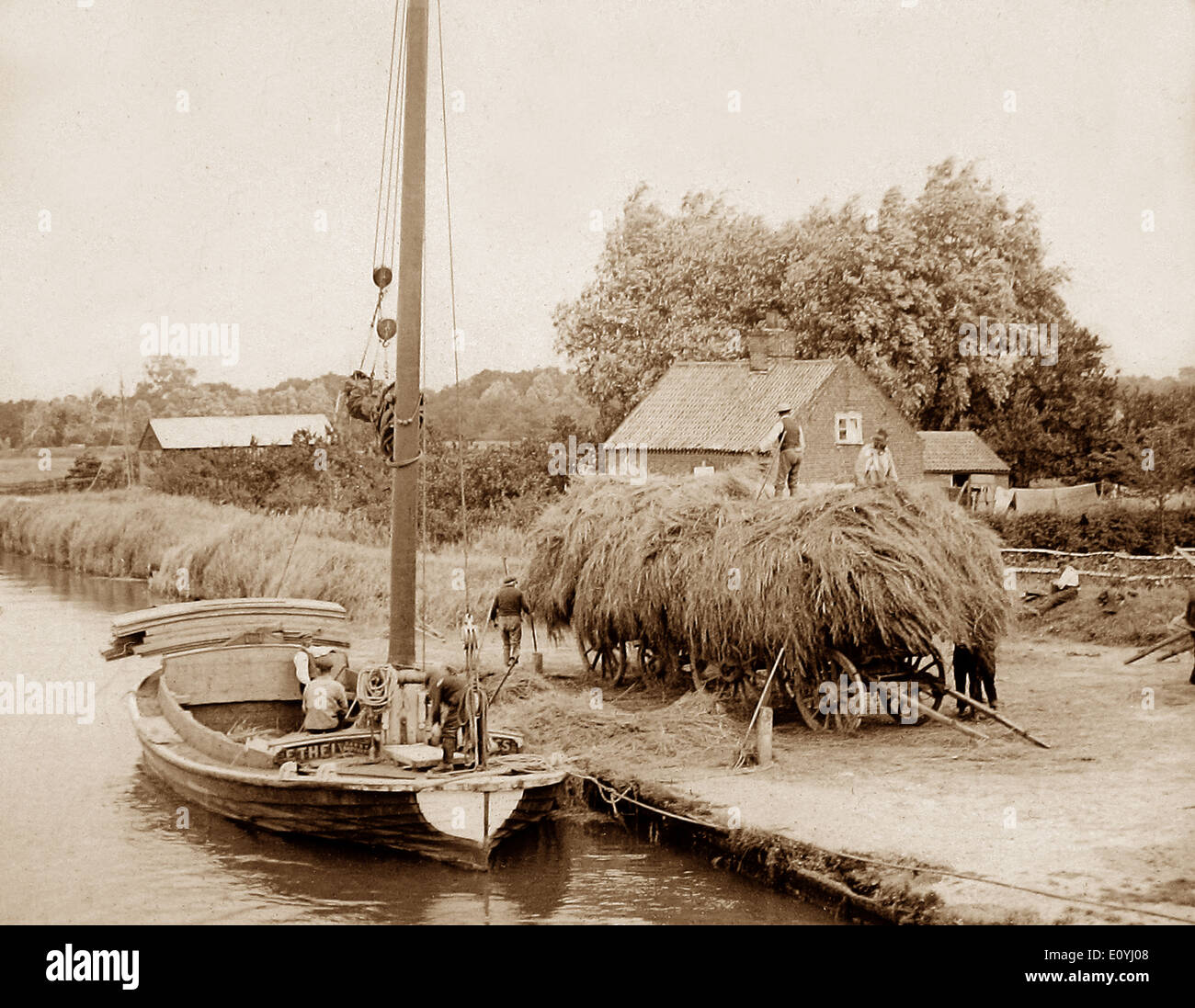 Norfolk Wherry Ethel loading reeds Victorian period Stock Photo - Alamy