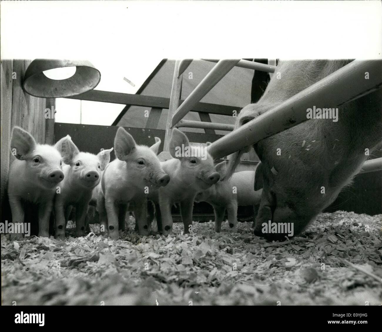 Jul. 07, 1970 - NATIONAL PIG FAIR. NEW FASTBACK ''SUPER'' BREED ON SHOW ...