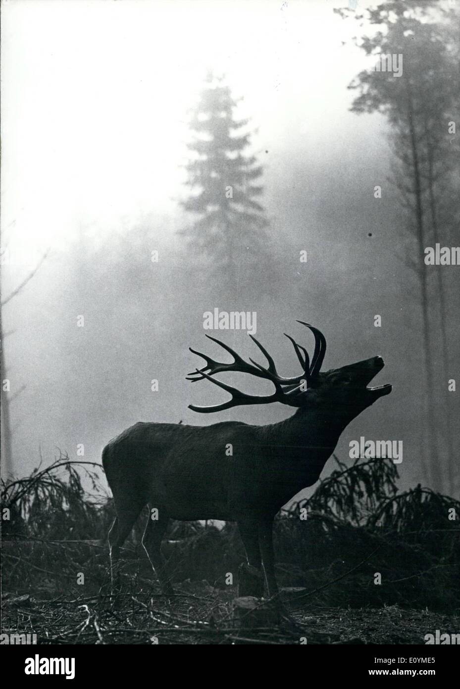 Black Belling High Resolution Stock Photography and Images - Alamy