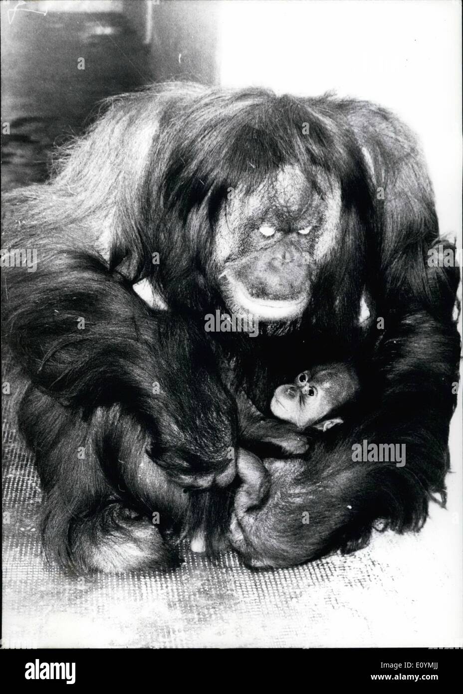 Oct. 10, 1970 - Orang-Outang-Junior at the Munich Zoo EVI... ... the ...