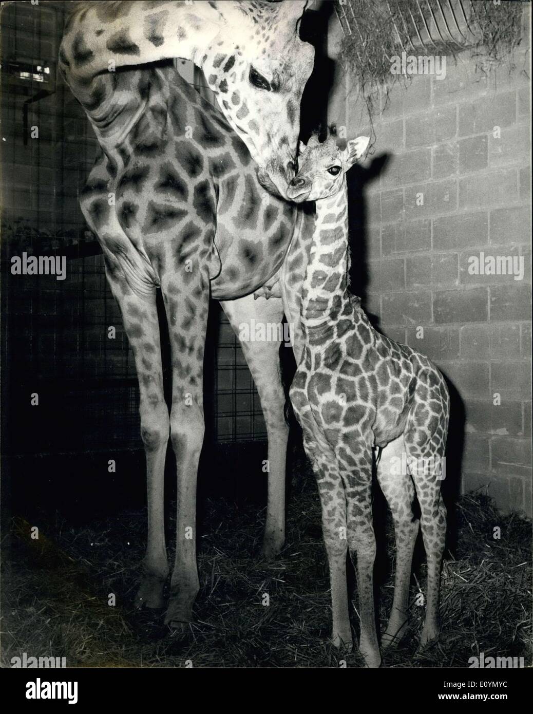 Oct. 28, 1970 - Baby Giraffe for Chessington Zoo: The calf born on ...