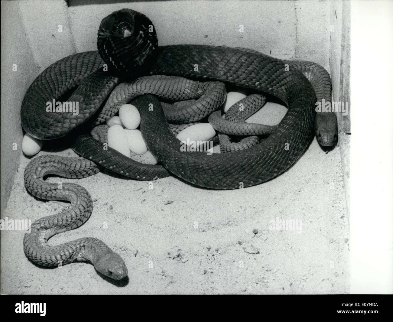 1970 mother cobra keeps her eggs safe hi-res stock photography and ...