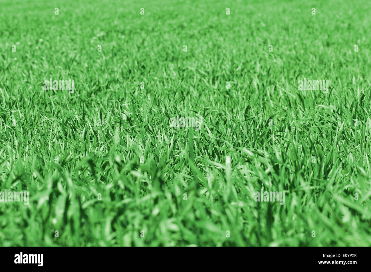 Green grass natural background Stock Photo - Alamy