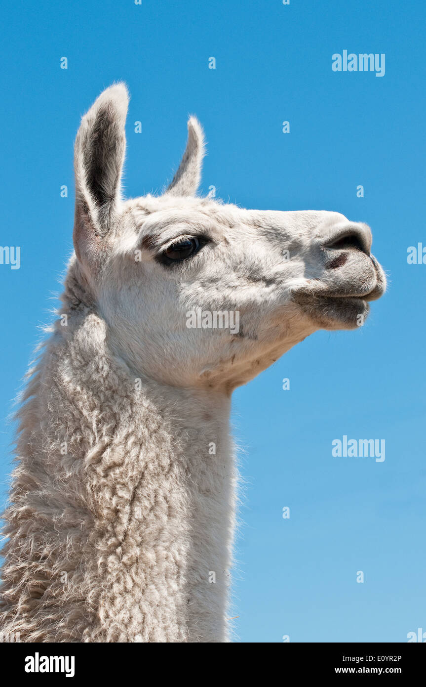 Funny lama hi-res stock photography and images - Alamy