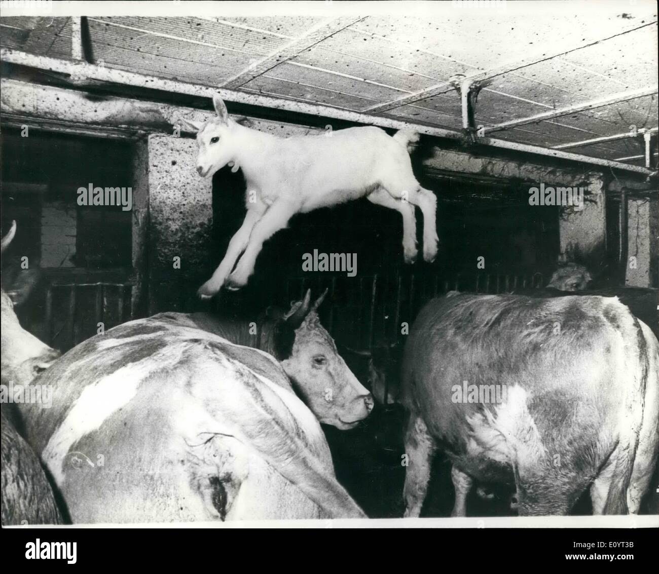 Cow jumping over a hi-res stock photography and images - Alamy