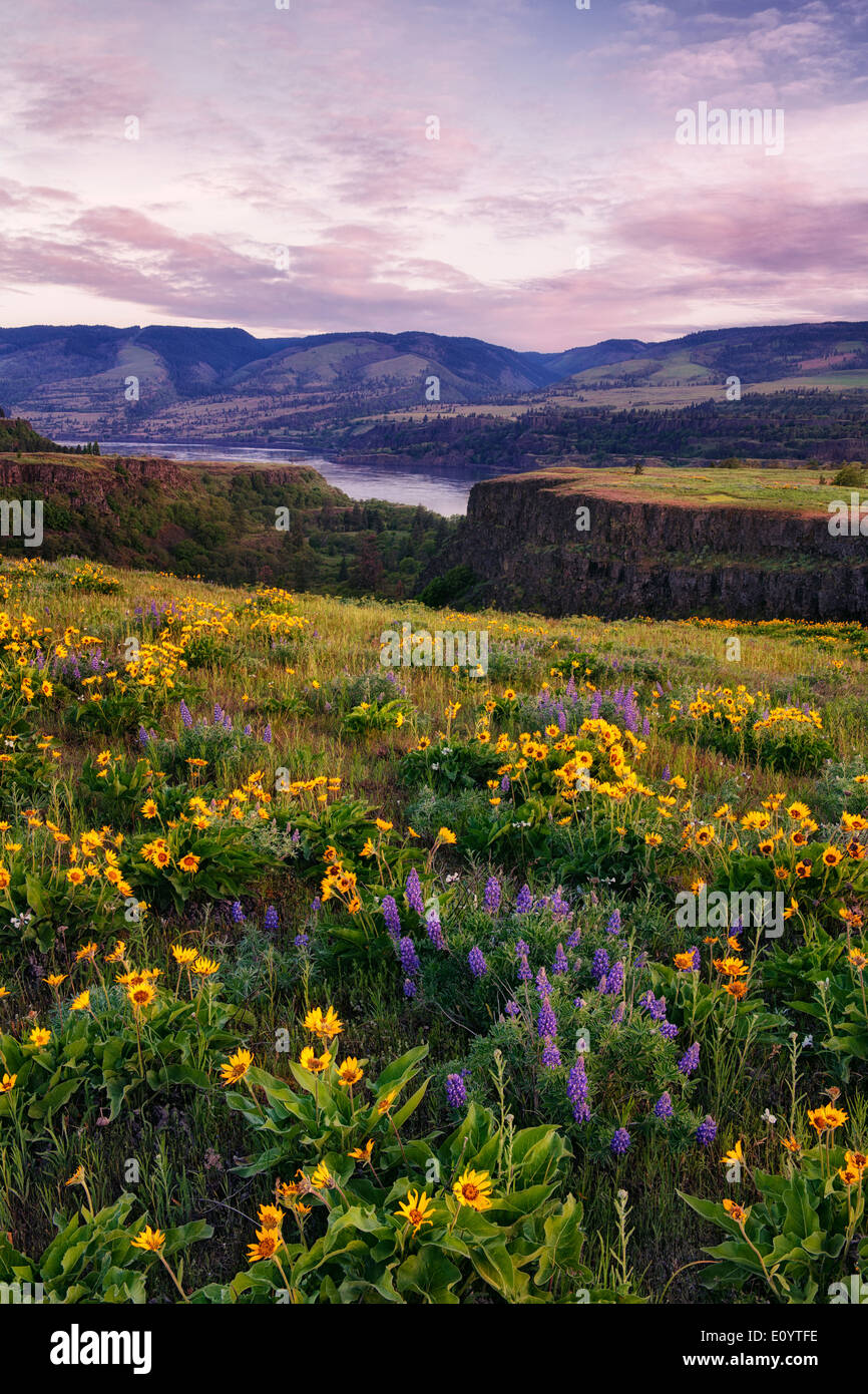 Sunrise at Oregon's Rowena Plateau and the spring bloom of wildflowers ...