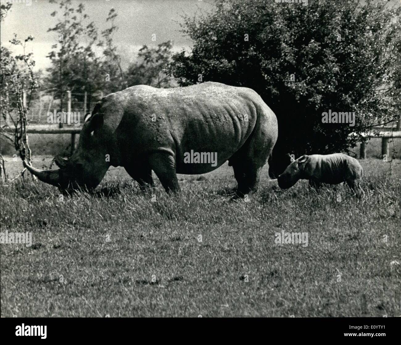 Jun. 06, 1971 - The First White Rhino Born In Britain. Photo Shows ...