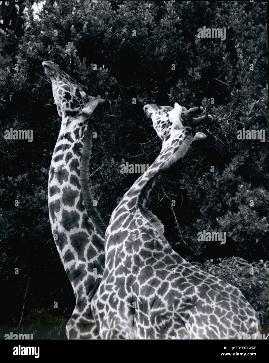 1971 giraffes necking making love hi-res stock photography and images ...
