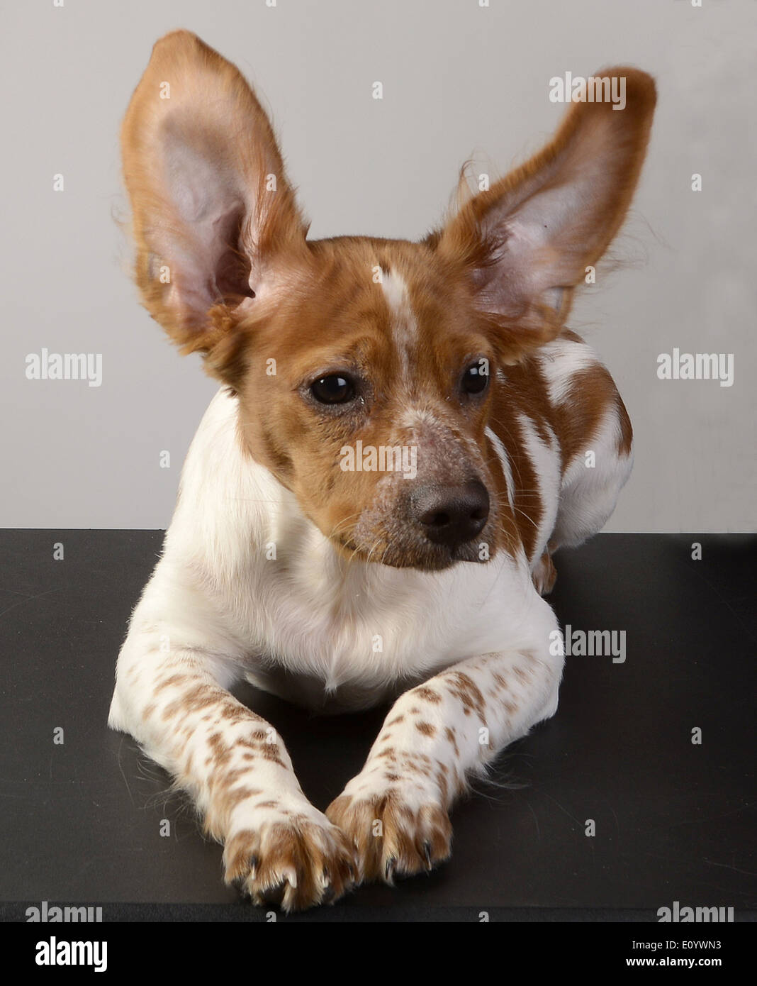 Brittany Spaniel, also known as Epagneul Breton or American Brittany ...