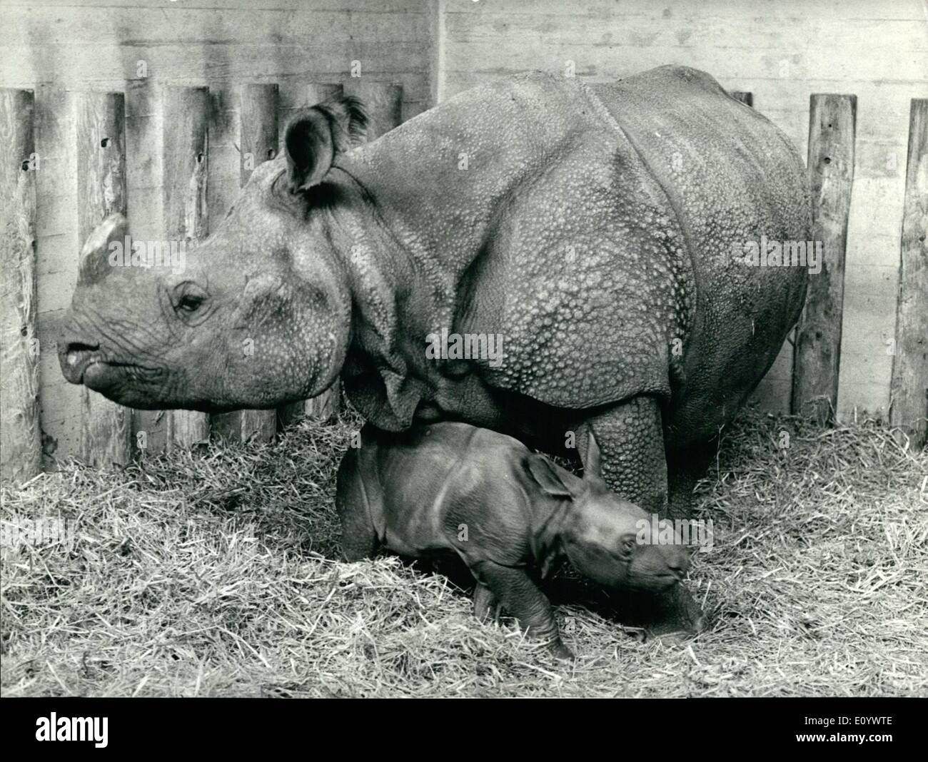 Aug. 08, 1971 - Happy event in the rhino enclosure in the Basle zoo ...