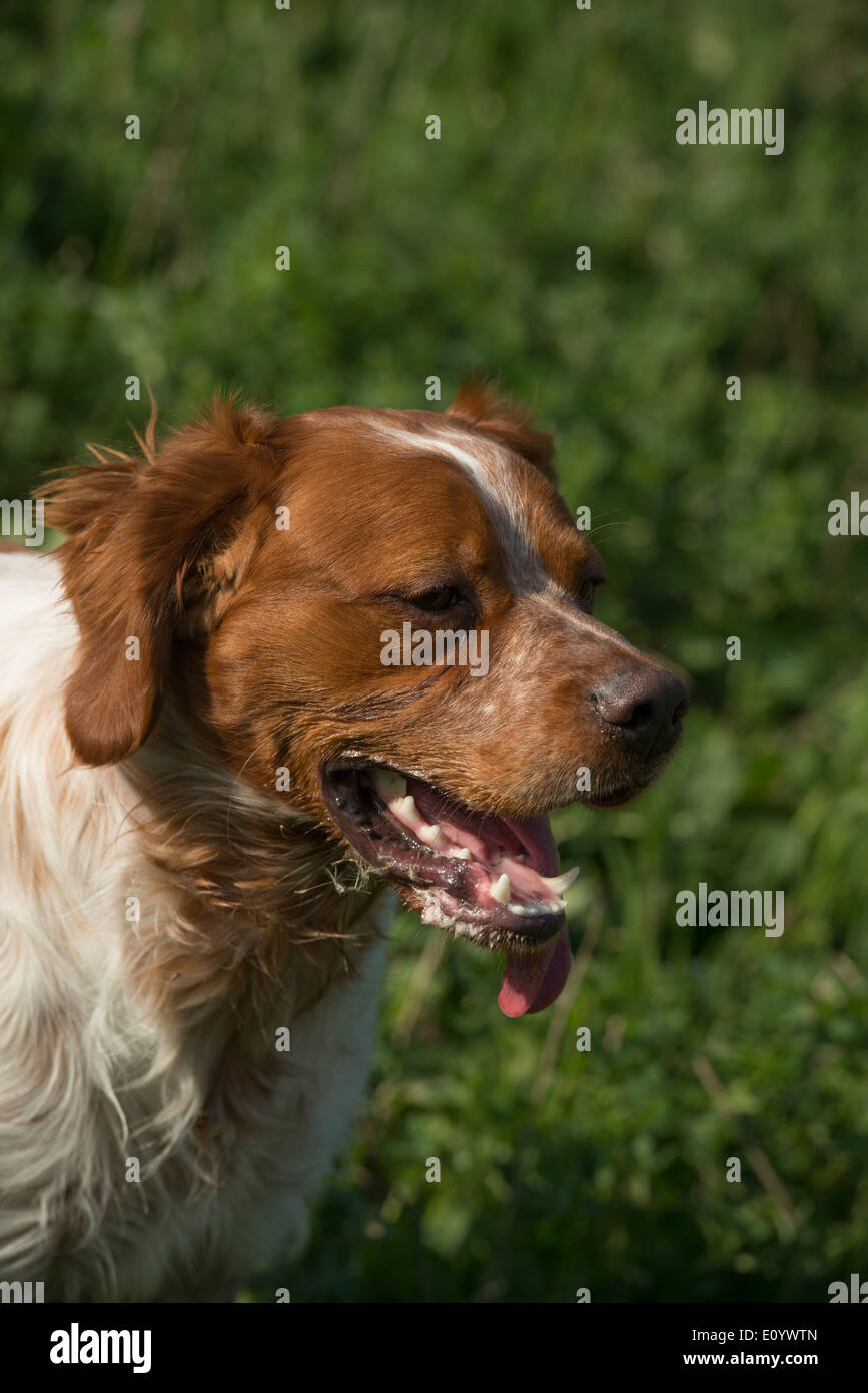 Brittany Spaniel, also known as Epagneul Breton or American Brittany ...