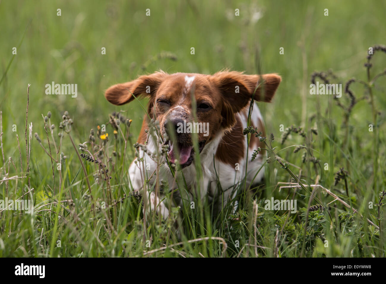 Brittany Spaniel, also known as Epagneul Breton or American Brittany ...