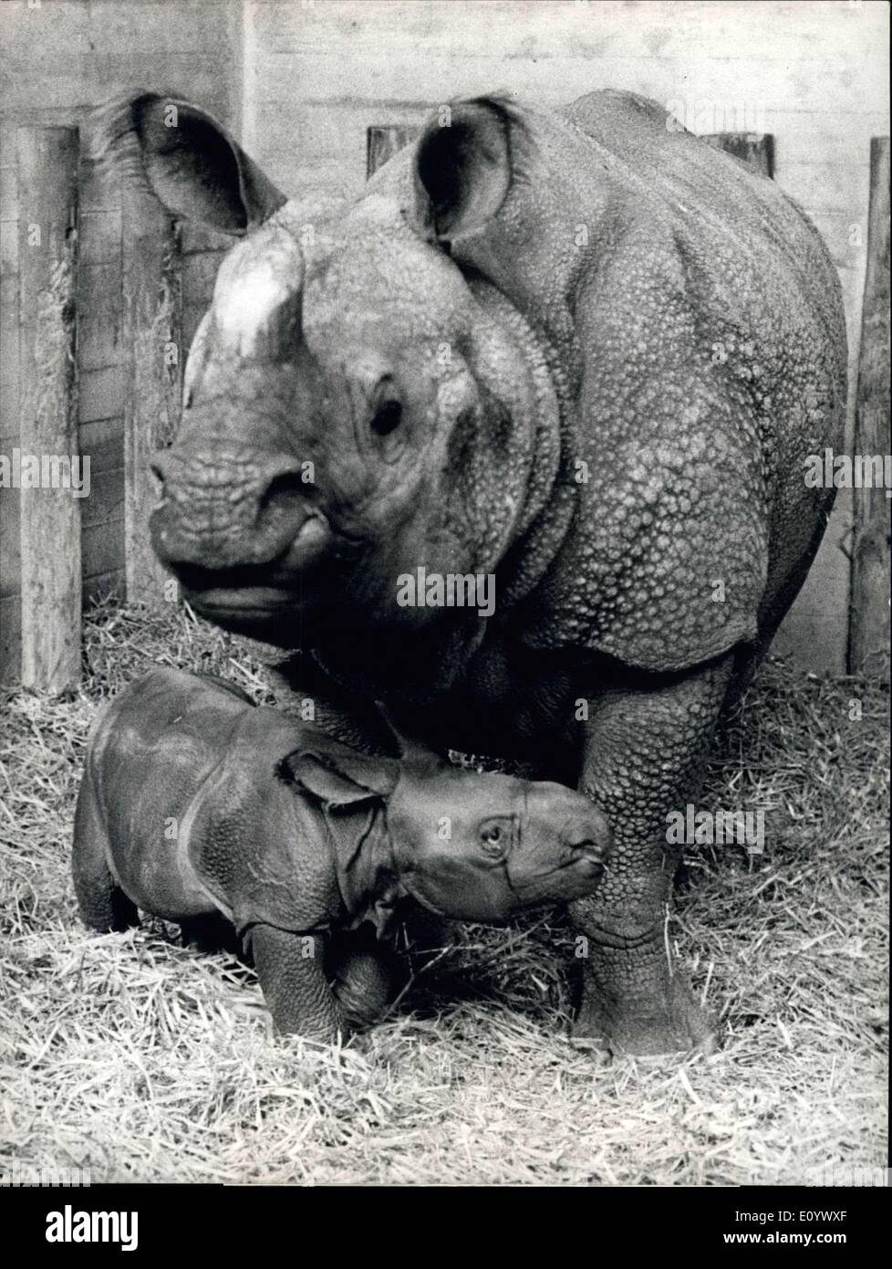 Aug. 13, 1971 - Happy event in the rhino enclosure in the Baslo Zoo ...