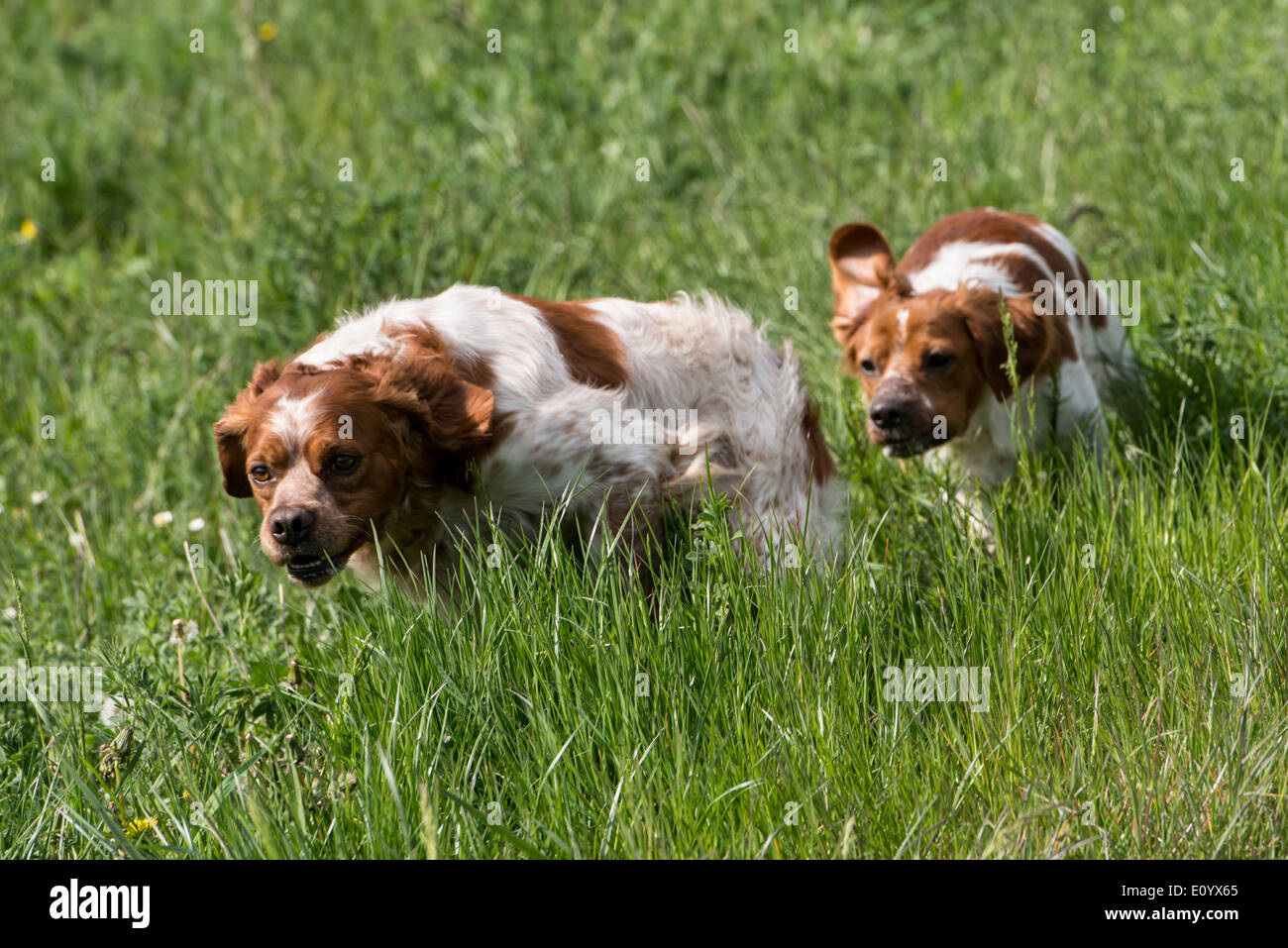 Brittany Spaniel, also known as Epagneul Breton or American Brittany ...