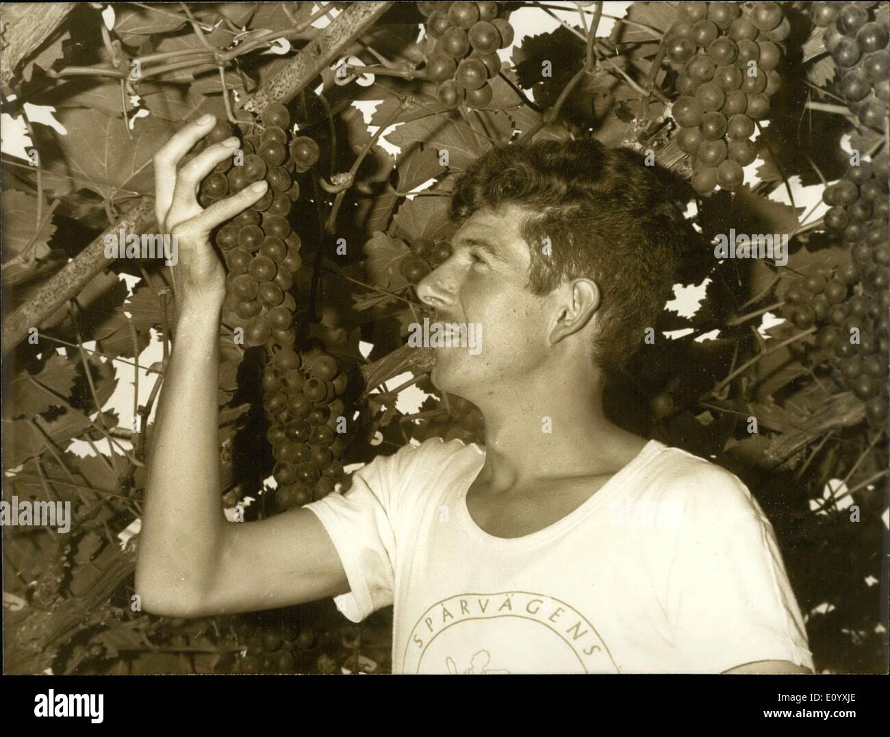 Oct. 04, 1971 - Belgian Runner Emile Puttemans in his Father's Vineyard ...
