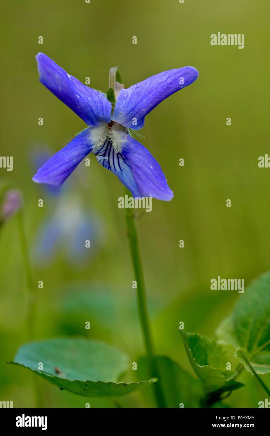 Purple flower with stem hi-res stock photography and images - Alamy