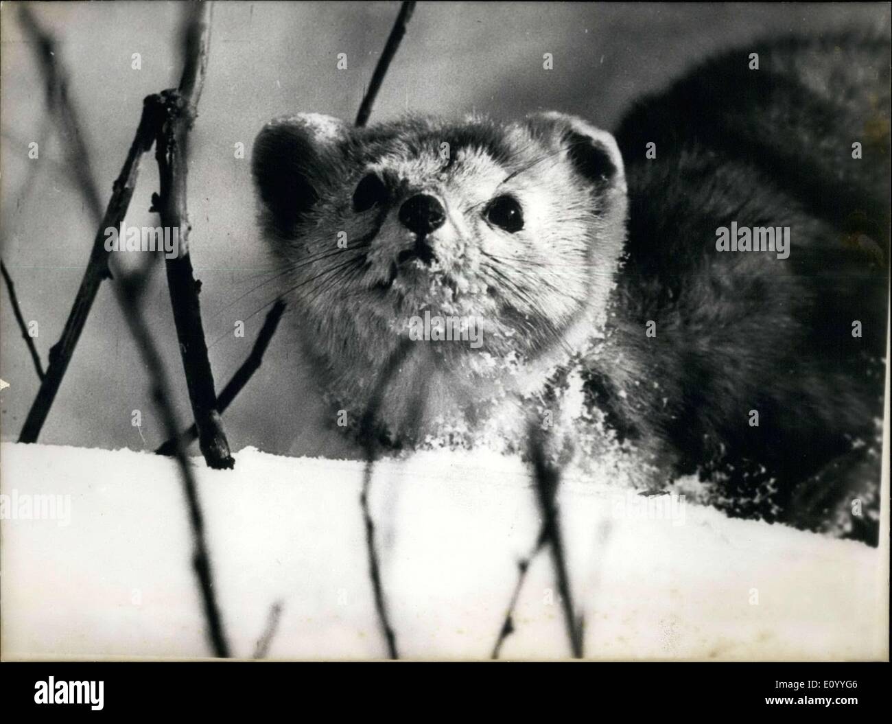 Sable hi-res stock photography and images - Alamy