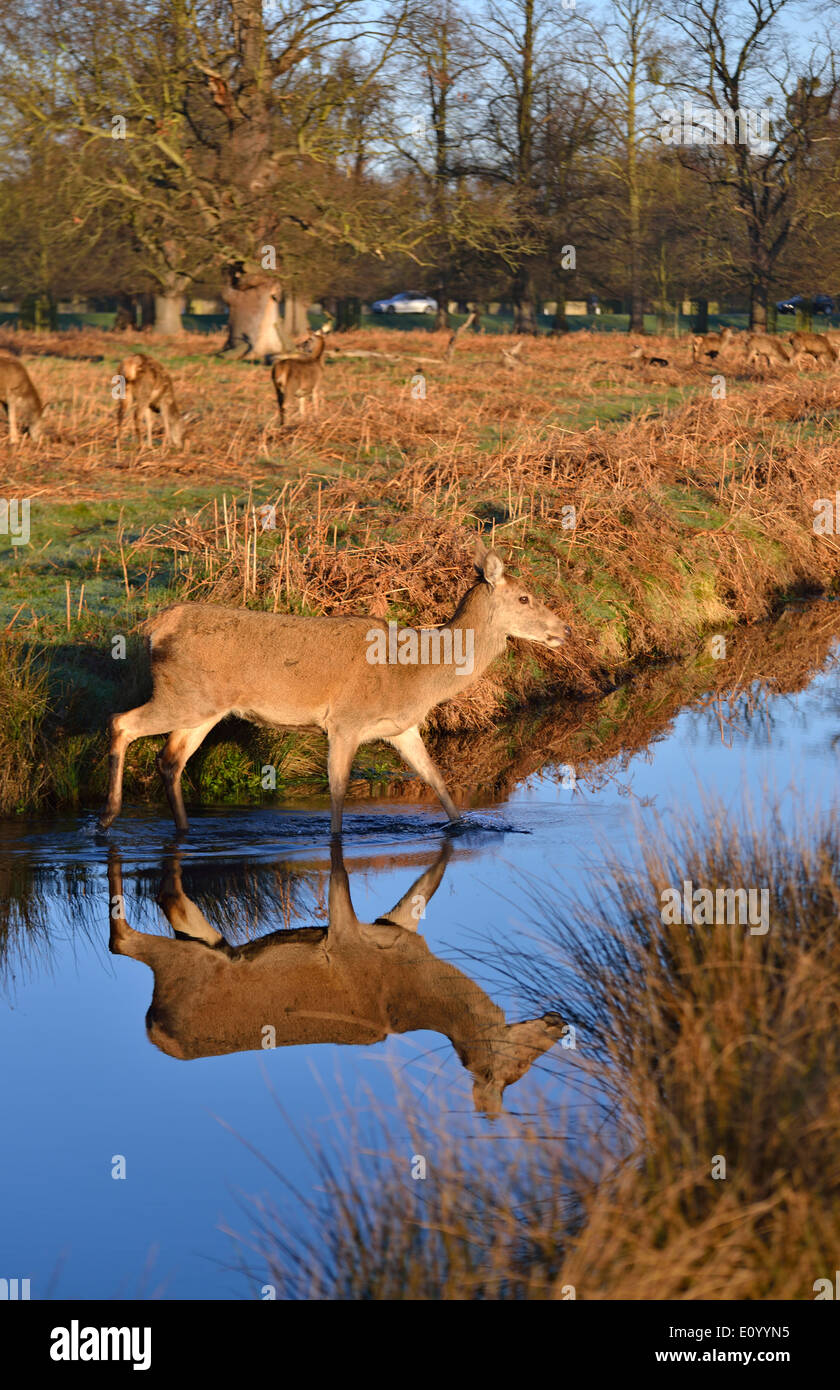 Deer crossing stream hi-res stock photography and images - Alamy