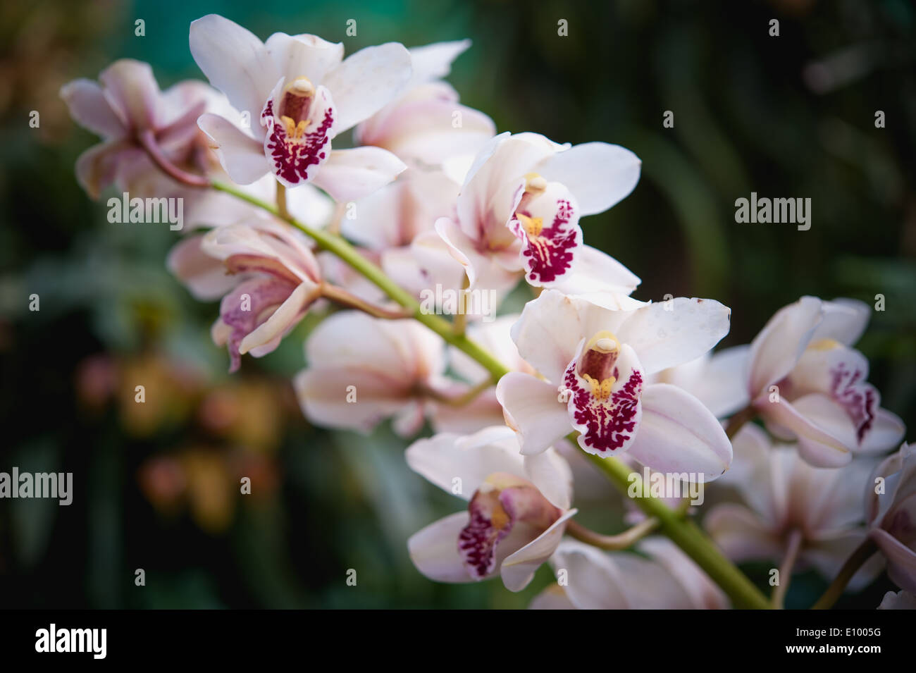 Cymbidium insigne orchid in Thailand Stock Photo - Alamy