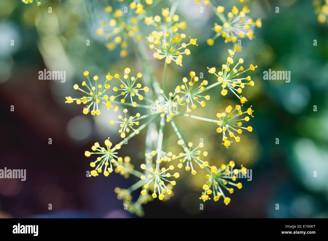 Fennel in highland hi-res stock photography and images - Alamy