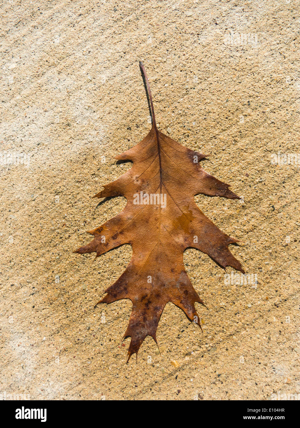 One dry leaf hi-res stock photography and images - Alamy