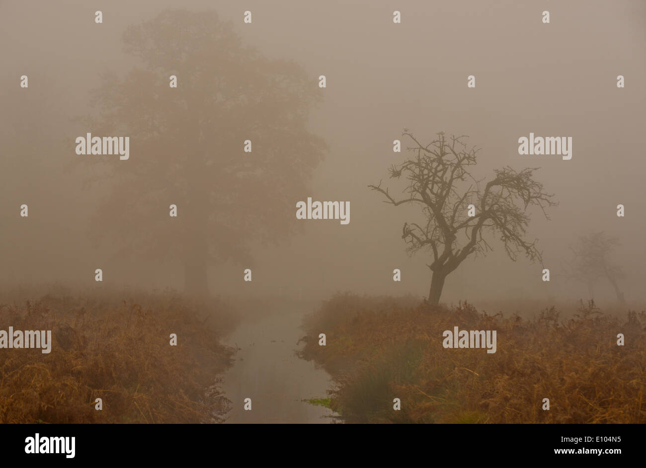 Trees in fog, image taken in Bushy Park, London, UK Stock Photo - Alamy