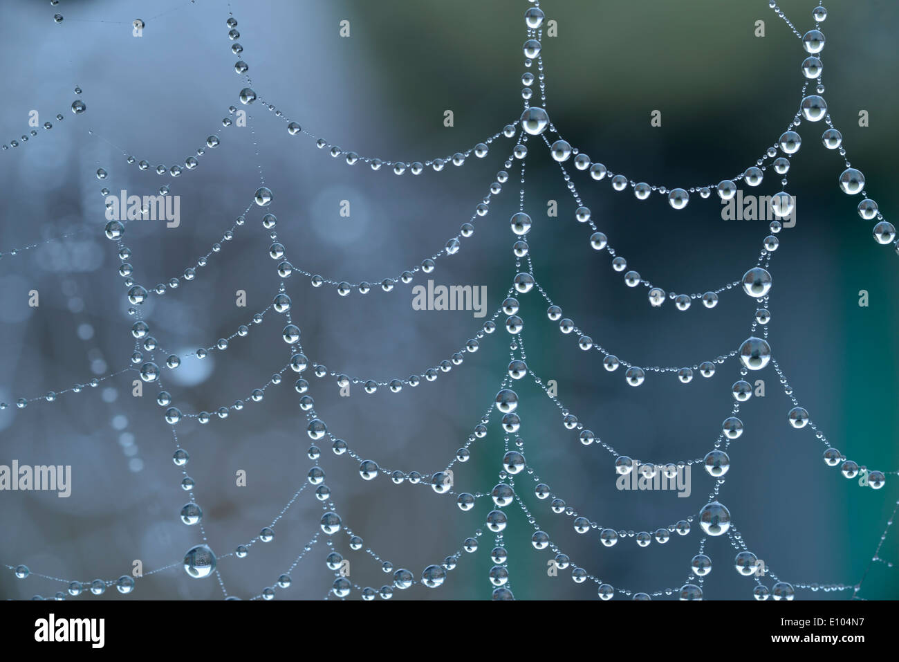 Dew covered spider web Stock Photo - Alamy