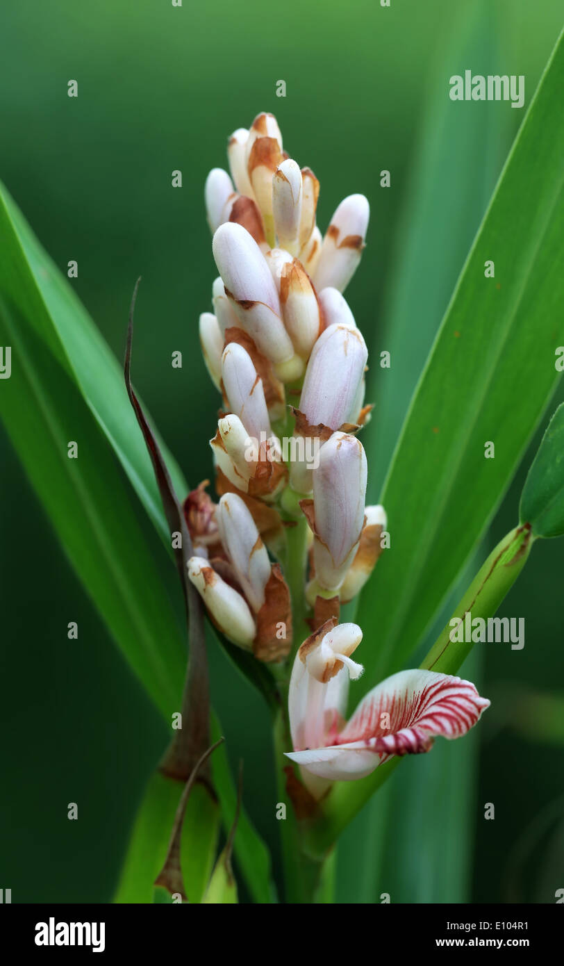 Cardamom Leaf Plant Stock Photos & Cardamom Leaf Plant Stock Images - Alamy