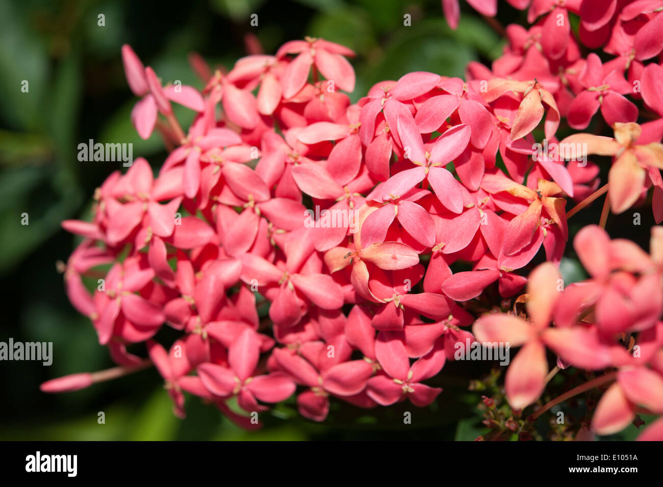 Batu Feringgi Beach, Penang Island, Malaysia, South East Asia Stock ...