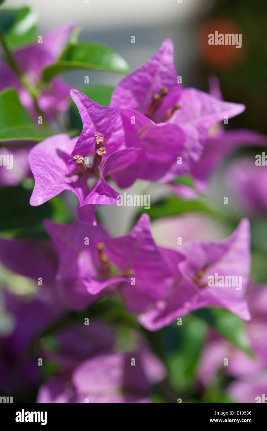 Orchids, Batu Feringgi Beach, Penang Island, Malaysia, South East Asia ...