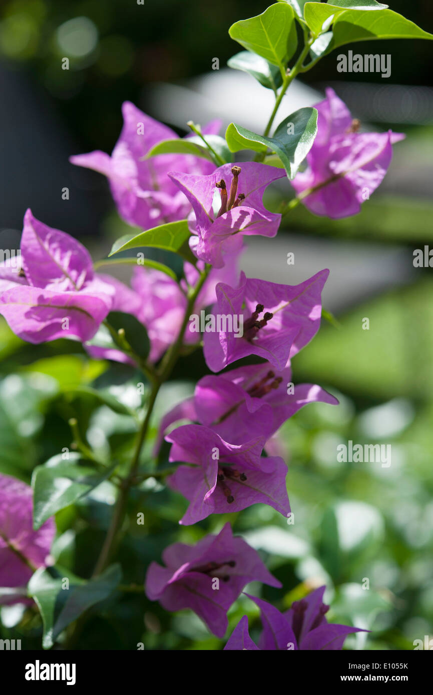 Orchids, Batu Feringgi Beach, Penang Island, Malaysia, South East Asia ...