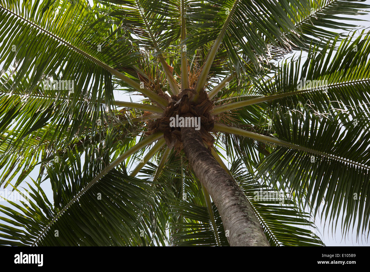 Coconut tree, Batu Feringgi Beach, Penang Island, Malaysia, South East ...