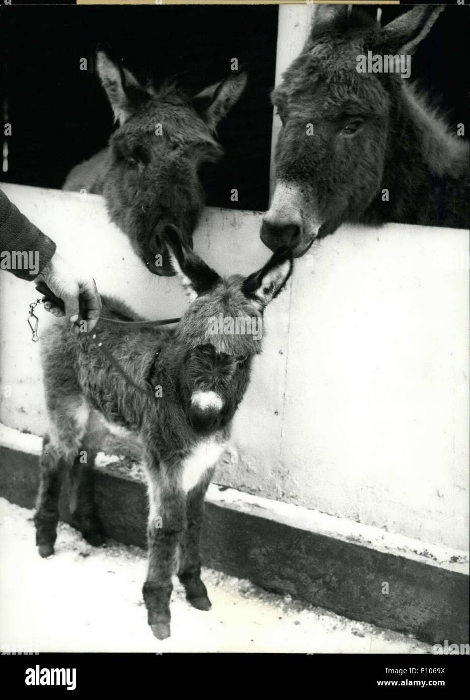 Donkey and baby donkey hi-res stock photography and images - Alamy