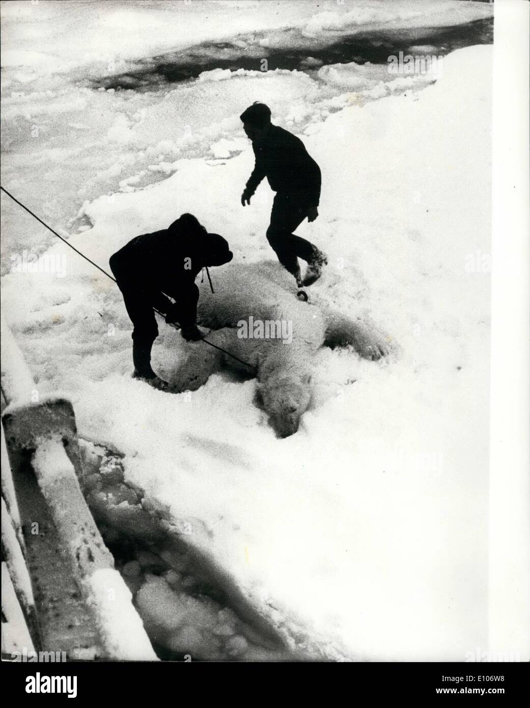 Feb. 02, 1970 - Polar Bear Hunting In Greenland. Polar bear hunting to ...