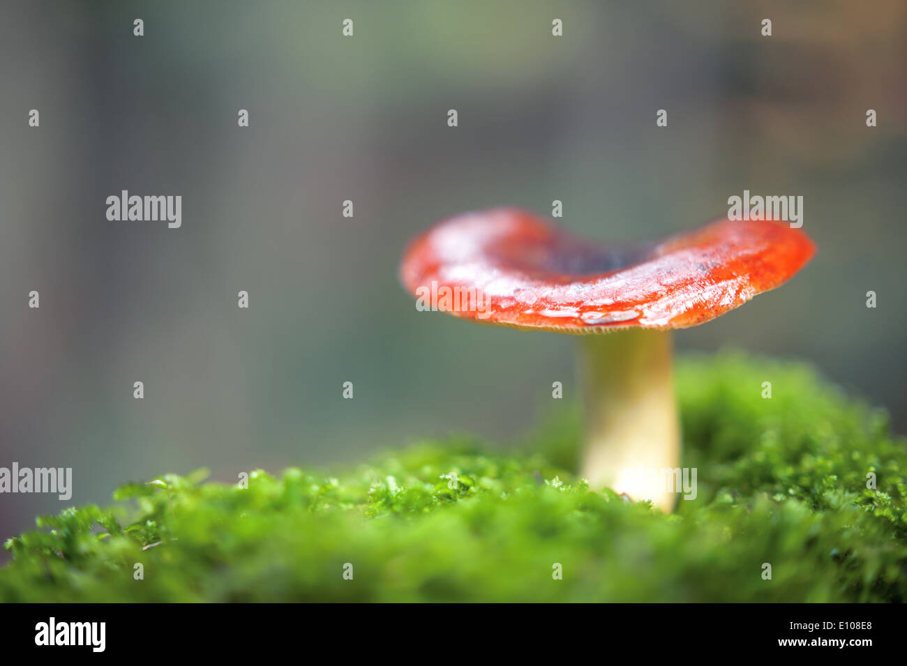 mushroom in forest close up Stock Photo - Alamy