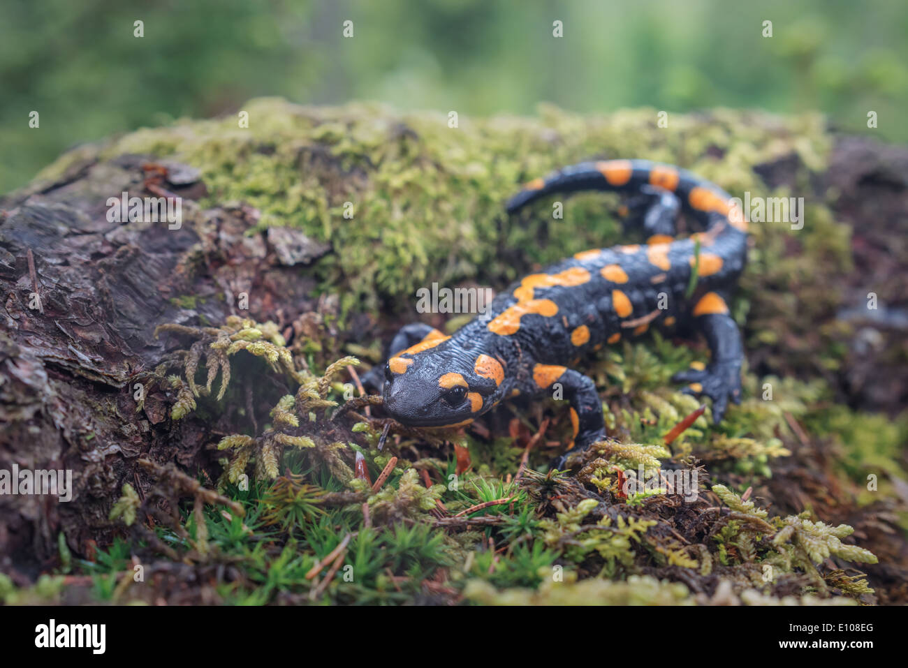 Poisonous salamander hi-res stock photography and images - Alamy