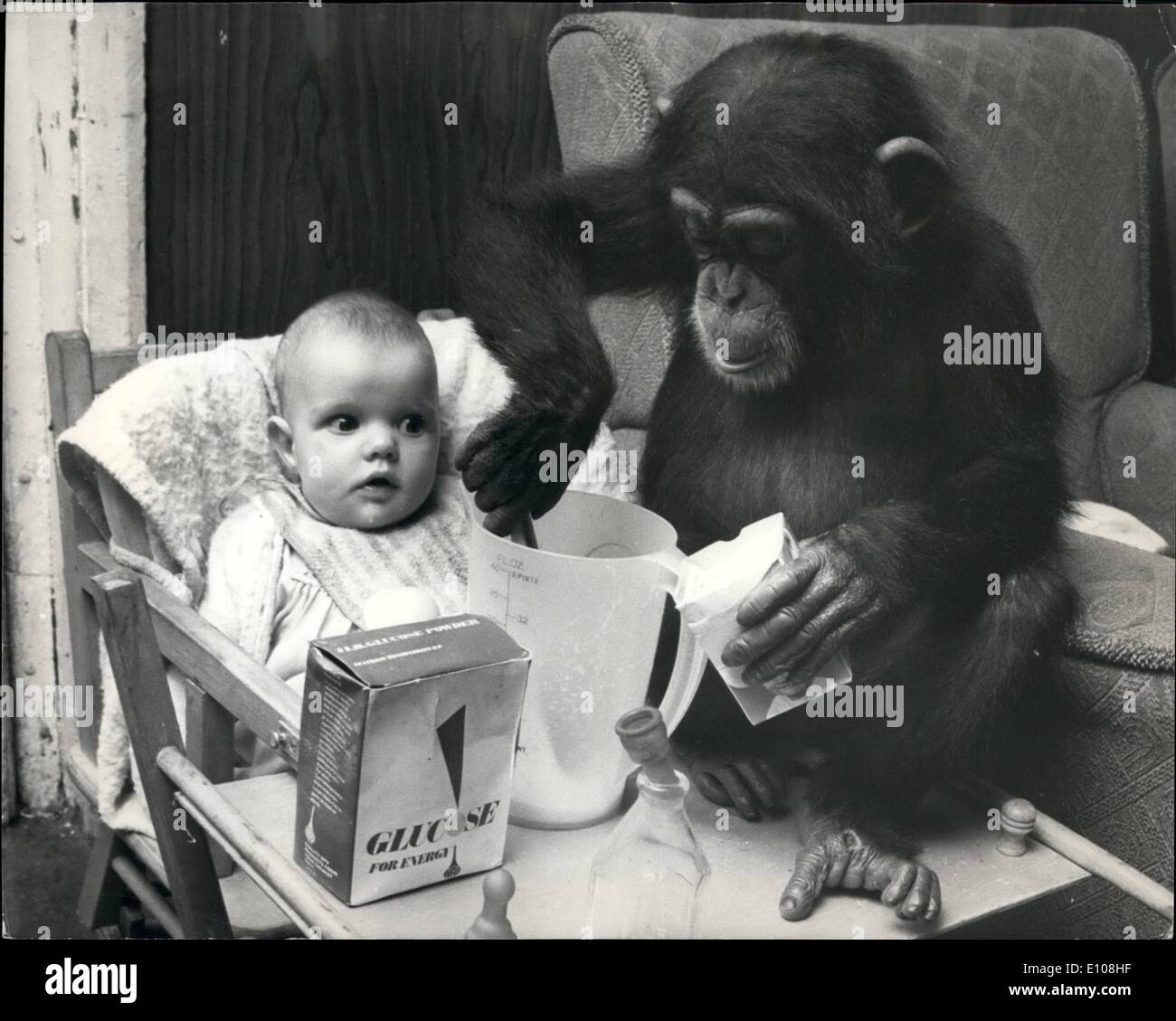 Mar. 03, 1970 - Feeding Baby Is Money Business: Judy the chimpanzee ...