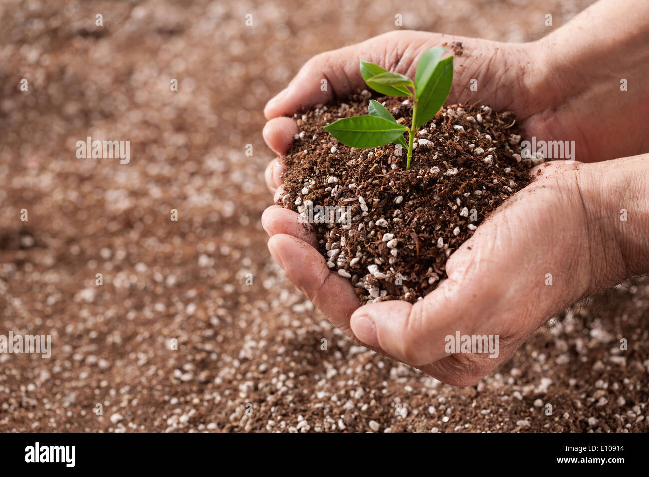 a man holding a handful of dirt with a plant in his hands Stock Photo ...
