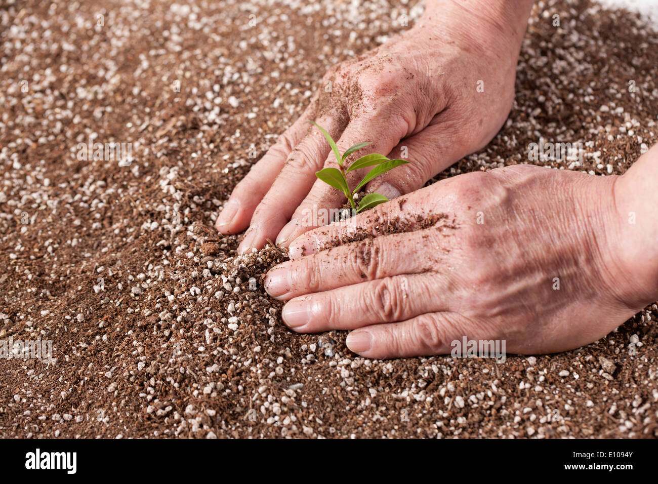 Planting part hi-res stock photography and images - Alamy