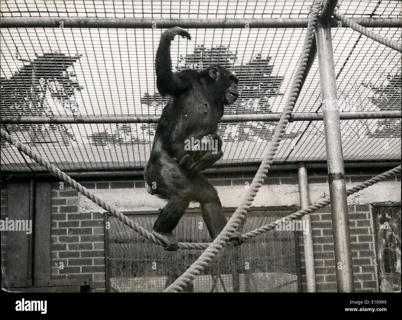 Apr. 01, 1970 - April 1st, 1970 Chimpanzee born at Aspinall's private ...