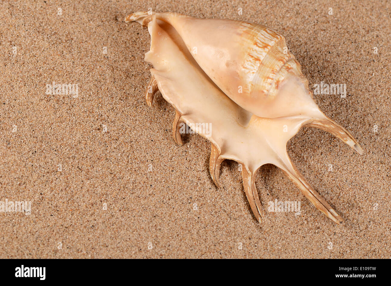 The sea shell in the sand close-up Stock Photo - Alamy