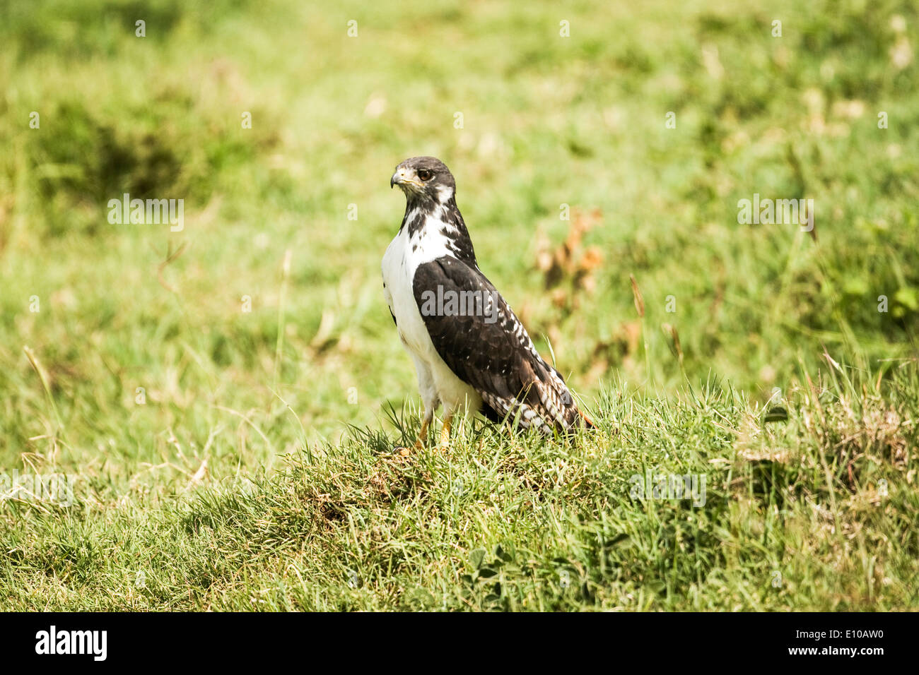 Jackal buzzard (Buteo rufofuscus), also known as the Augur buzzard ...