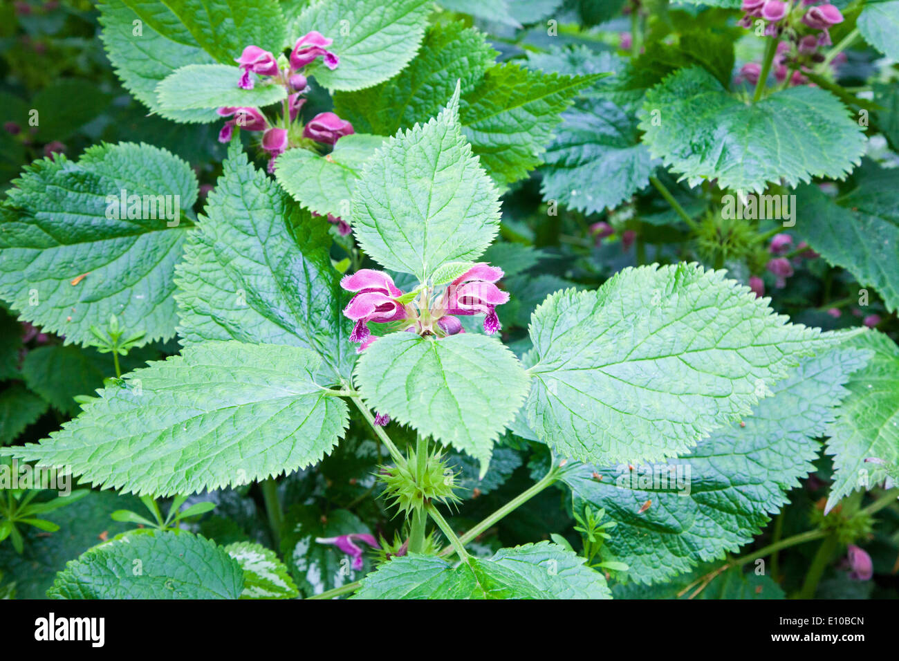 Purple flowers of a type of dead nettle, Lamium orvala, England, UK ...