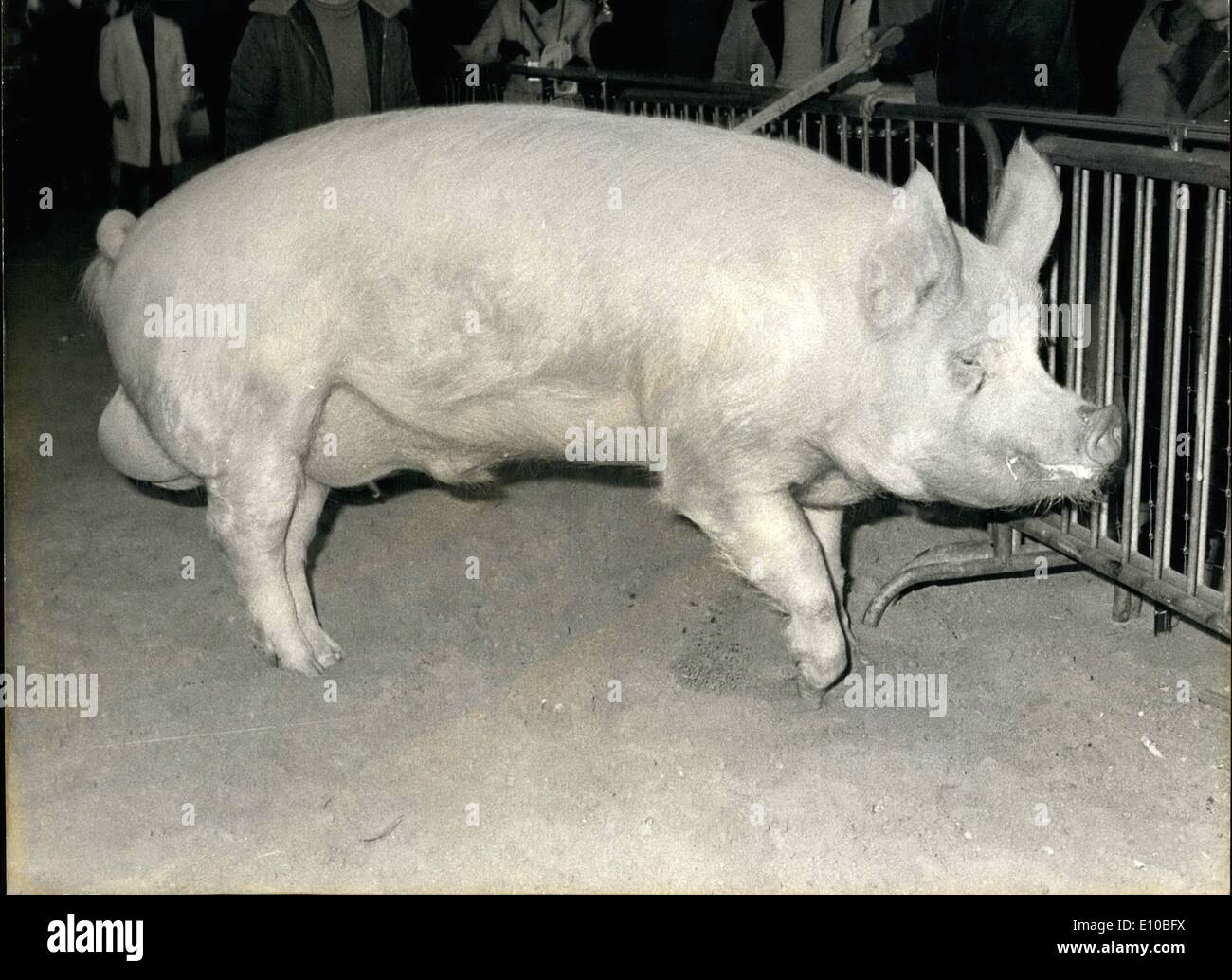 476kg pig hi-res stock photography and images - Alamy