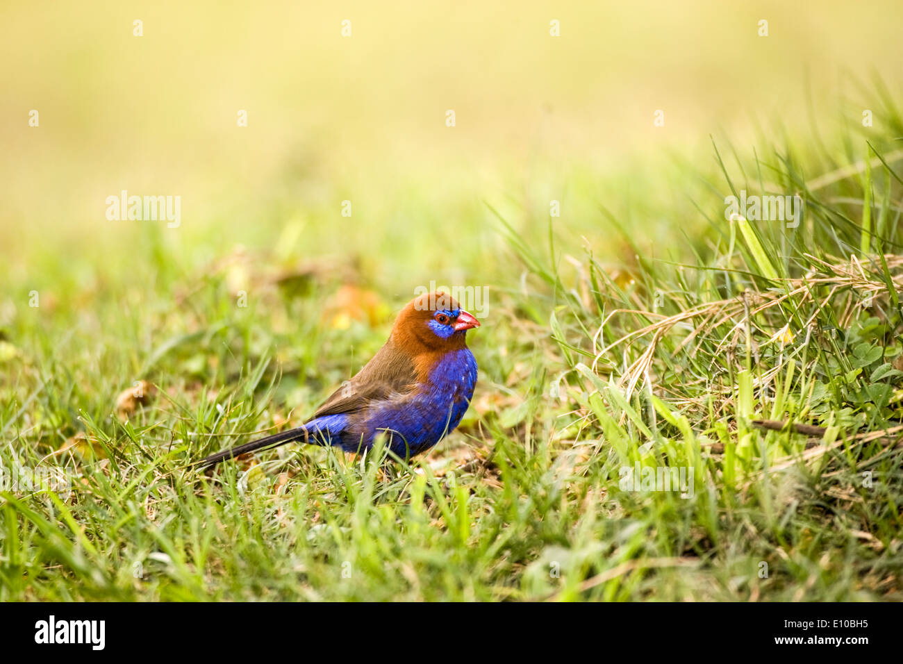 Purple Grenadier (Uraeginthus ianthinogaster) on the grass ...