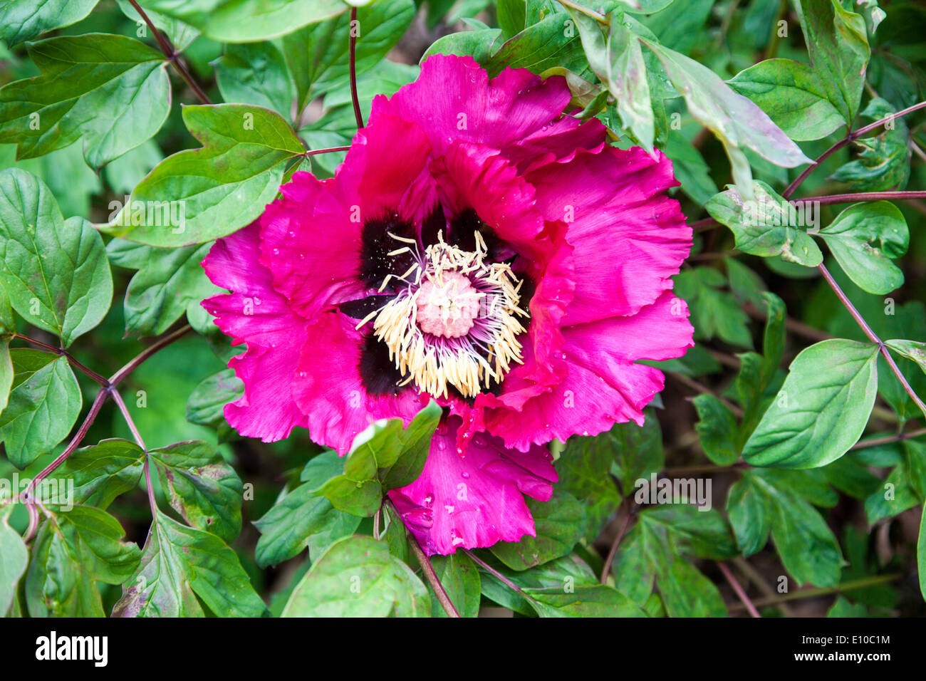 Tree peony flowers hi-res stock photography and images - Alamy