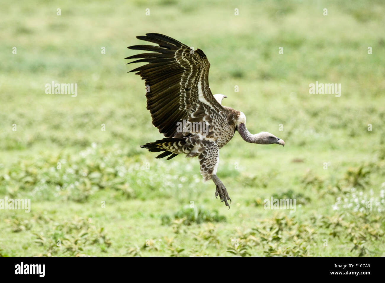 Ruppell's vulture (Gyps rueppellii) landing Stock Photo - Alamy