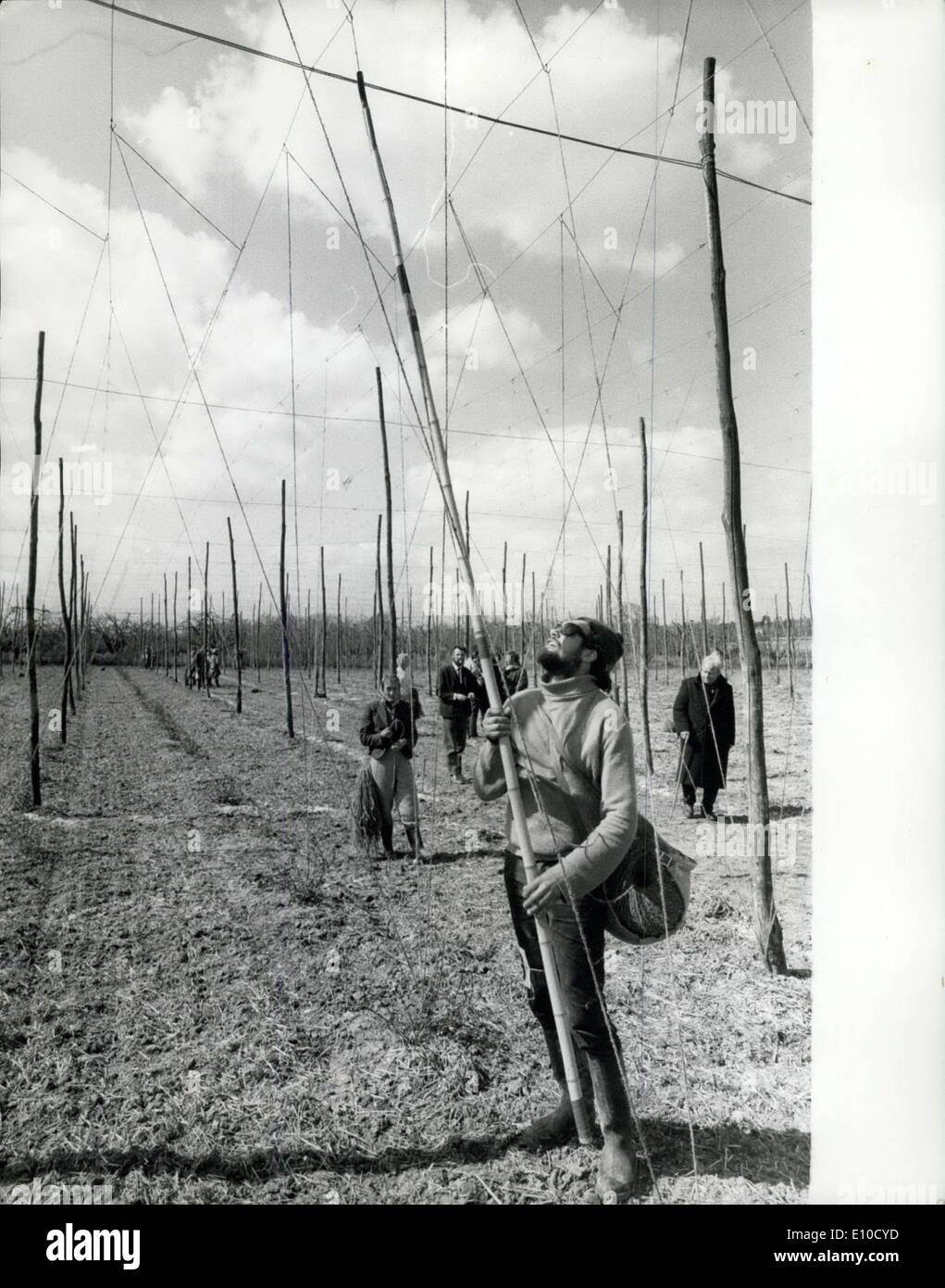 Apr. 07, 1972 - Hop Stringing Contest in Kent. Mr. D. Hatcher seen ...